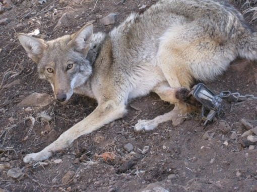 coyote in trap mangled leg - TrapFree New Mexico