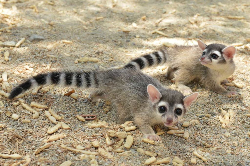 ringtail-cubs-1200x800 - TrapFree New Mexico