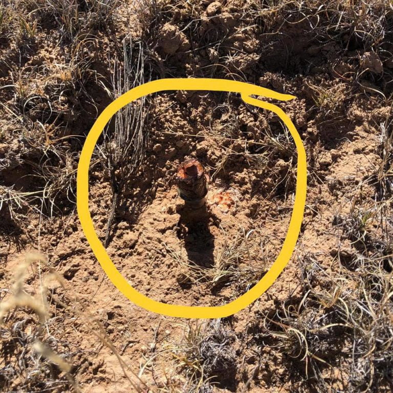Fox Killed by M-44 Cyanide Device - TrapFree New Mexico