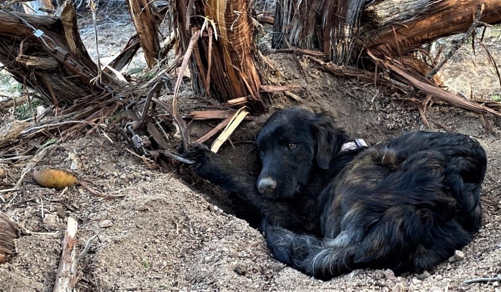 Sierra County Sun: New Mexico: Land of Entrapment - TrapFree New Mexico